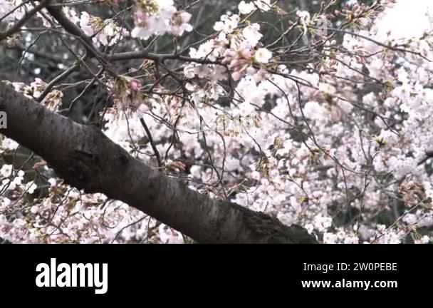 4k b-roll cinematic footage of Tokyo National Park during spring cherry ...