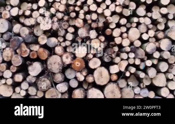 moving motion of a pile of cut down tree trunks, deforestation and ...