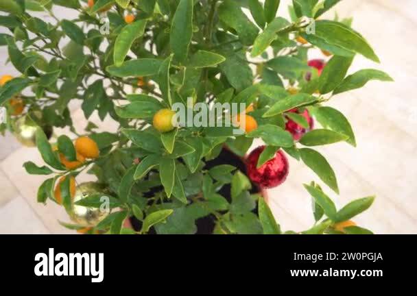 Orange ripe fruits of kumquat or fortunella, kinkan. On the branches of ...