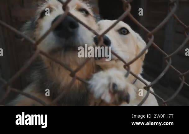 Portrait of a sad mixed breed dog behind fences. Dogs in the shelter or ...