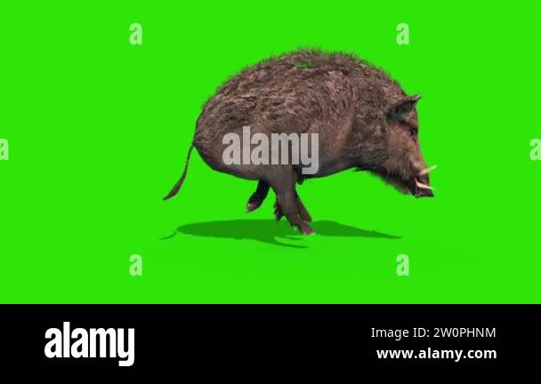 Wild Boar Green Screen Runcycle Side Loop 3D Rendering Animation Stock ...