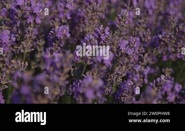 Lavanda fields in provence Stock Videos & Footage - HD and 4K Video ...