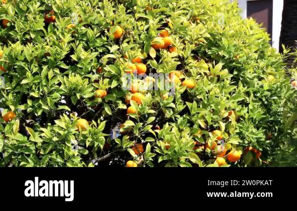 Rounded fruits Stock Videos & Footage - HD and 4K Video Clips - Alamy