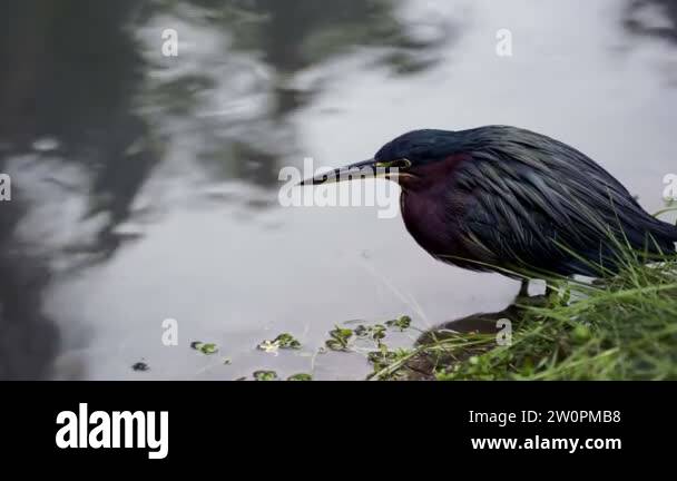 Standing still in water Stock Videos & Footage - HD and 4K Video Clips ...