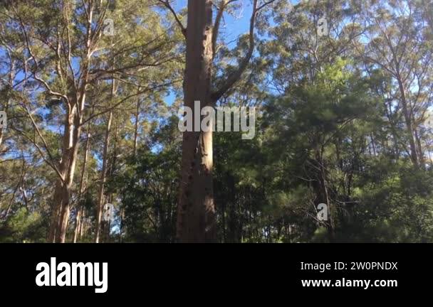 Low angle view of Gloucester Tree in Gloucester National Park of ...