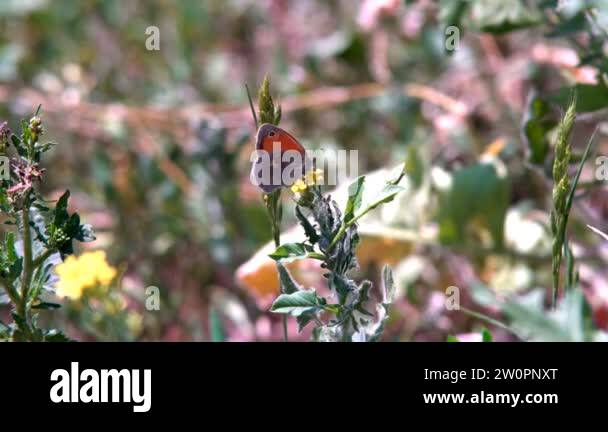 Adult monarch butterfly Stock Videos & Footage - HD and 4K Video Clips ...