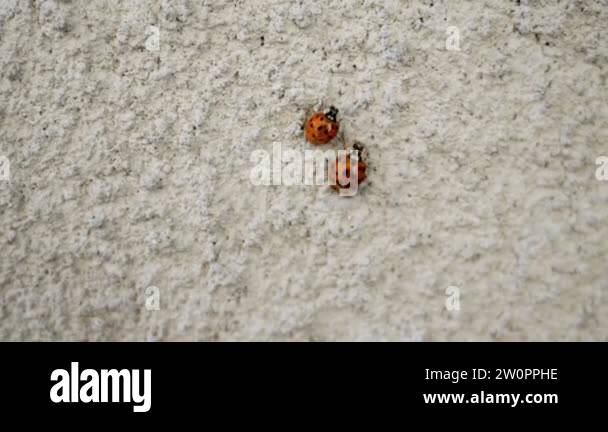 Insects environment Stock Videos & Footage - HD and 4K Video Clips - Alamy