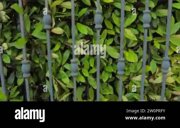 Automated gate system. Hedge background. Green fence or boundary formed ...