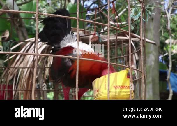 Caged rooster Stock Videos & Footage - HD and 4K Video Clips - Alamy