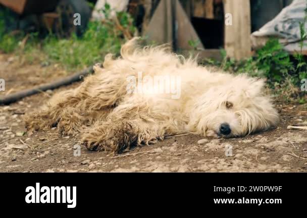 Homeless dirty dog on ground Stock Videos & Footage - HD and 4K Video ...