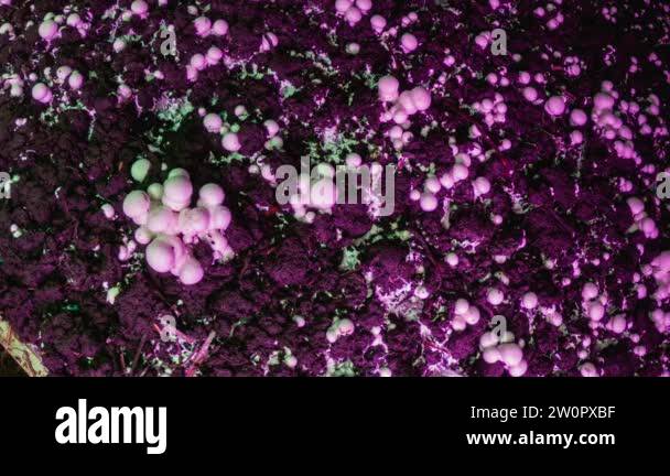 Timelapse: Champignon mushrooms grow in an industrial garden. Fresh new ...