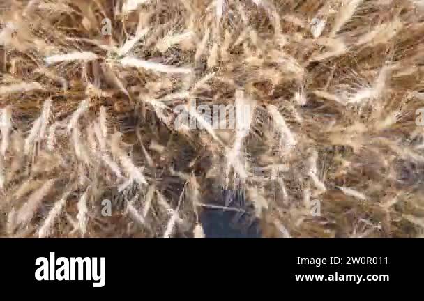 Male feet of agronomist in boots stepping through the wheat stalks on ...