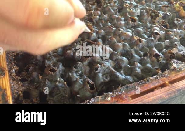 Australian native bee hive Stock Videos & Footage - HD and 4K Video ...