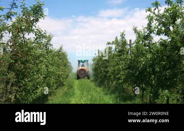 Tractor Sprays Fruit Trees with Pesticides in Apple Orchard. Tractor ...