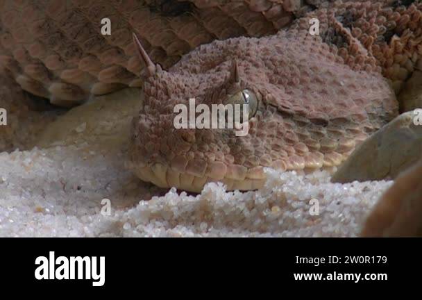 Creepy animal Stock Videos & Footage - HD and 4K Video Clips - Alamy