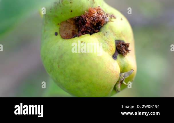 Spoiled pear Stock Videos & Footage - HD and 4K Video Clips - Alamy