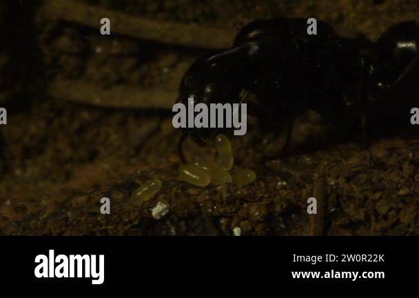 queen ant with eggs and larvae , extreme close-up, artificial anthill ...