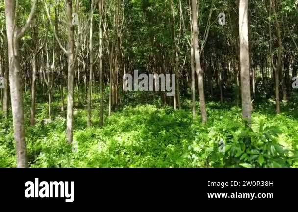 Extraction latex from rubber trees Stock Videos & Footage - HD and 4K ...