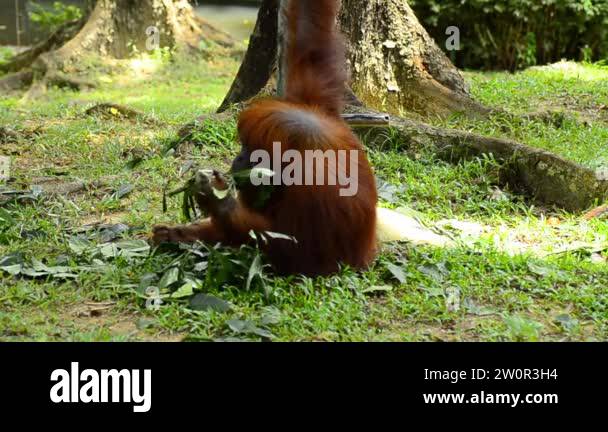 Orang utan pongo pygmaeus Stock Videos & Footage - HD and 4K Video ...