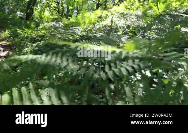 Fern forest path Stock Videos & Footage - HD and 4K Video Clips - Alamy