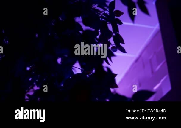 Close up of the leaves of a plant standing inside a room in purple neon ...