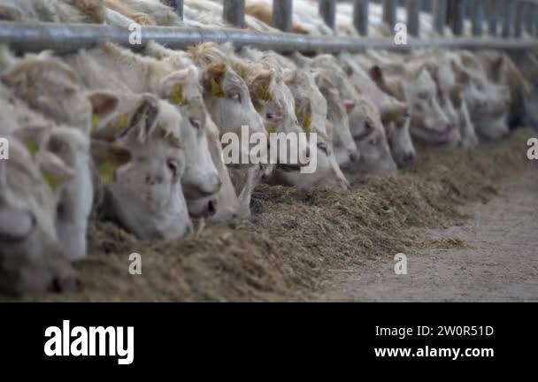 Cattle, many white cows standing inside corral, cattle-pen, eating hay ...