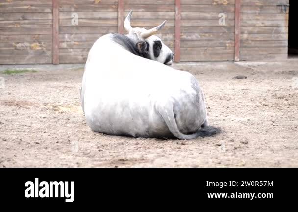 Barnyard bull Stock Videos & Footage - HD and 4K Video Clips - Alamy