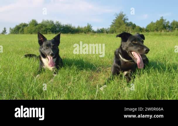 Panting dogs Stock Videos & Footage - HD and 4K Video Clips - Alamy