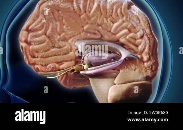 Adult neurogenesis is the process by which neurons are generated from ...
