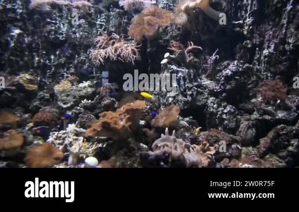 Fish islands Stock Videos & Footage - HD and 4K Video Clips - Alamy