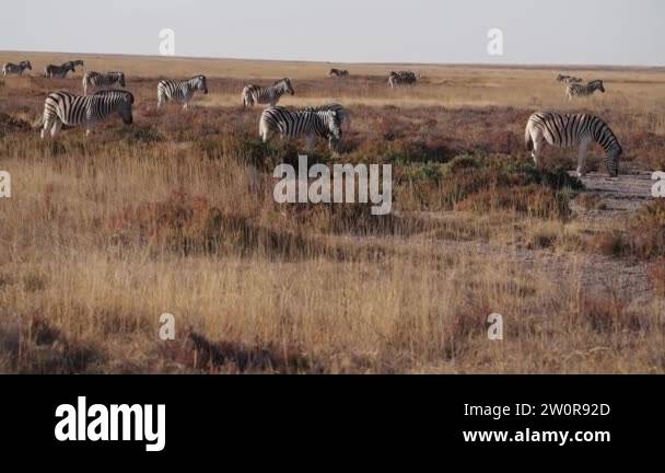 Hartmanns mountain zebra stripes Stock Videos & Footage - HD and 4K ...