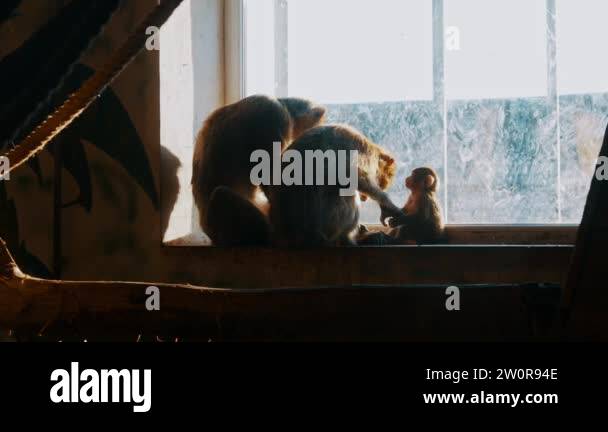 Family of captive monkeys in a zoo cage looking out the window at ...