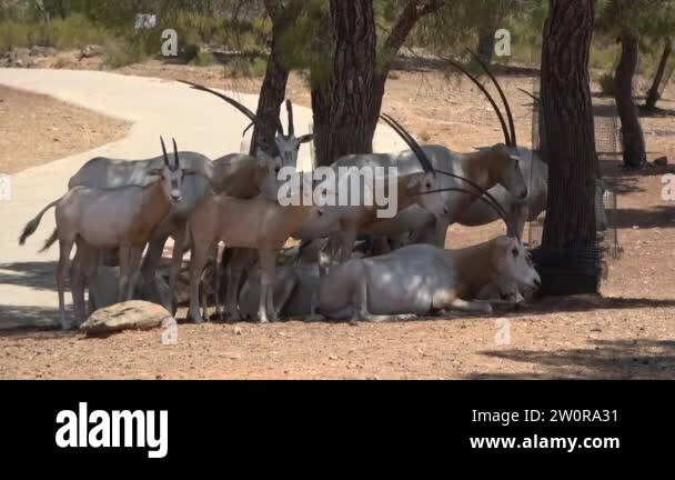 4K. Ultra HD. Arabian Oryx in pack and looking for food. On a natural ...