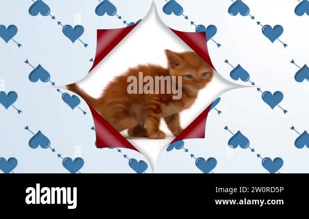Kitten pattern Stock Videos & Footage - HD and 4K Video Clips - Alamy