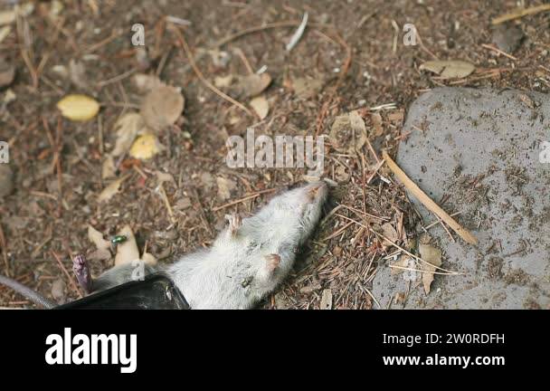 Vermin rodent Stock Videos & Footage - HD and 4K Video Clips - Alamy
