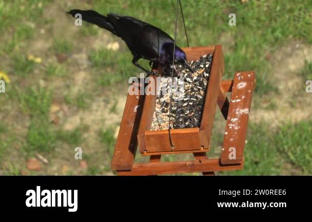 Bird eating on a bird table Stock Videos & Footage - HD and 4K Video ...