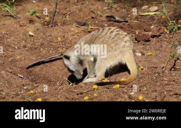 Meerkat suricata suricatta foraging Stock Videos & Footage - HD and 4K ...