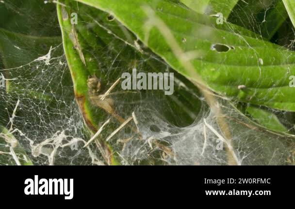 Spider lair Stock Videos & Footage - HD and 4K Video Clips - Alamy
