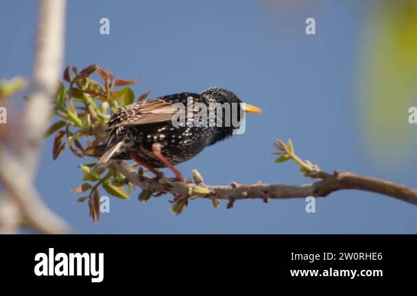 Mating seasons Stock Videos & Footage - HD and 4K Video Clips - Alamy