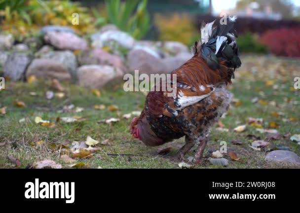 Long tailed rooster Stock Videos & Footage - HD and 4K Video Clips - Alamy