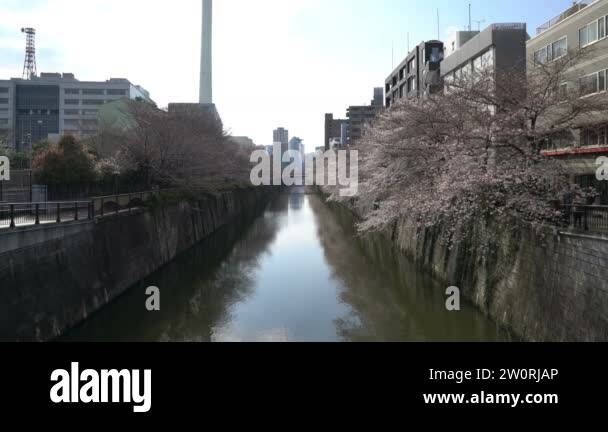 4k b-roll cinematic footage of Tokyo National Park during spring cherry ...