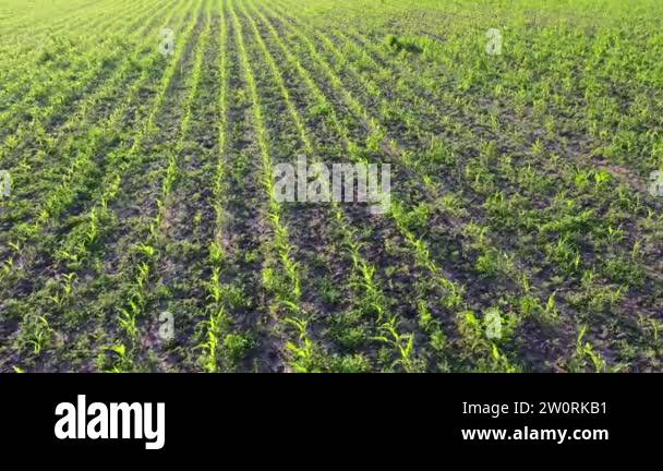 Maize planted in rows Stock Videos & Footage - HD and 4K Video Clips ...