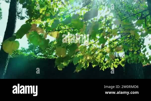 forest trees silhouette and green spring summer leaves at daylight sky ...