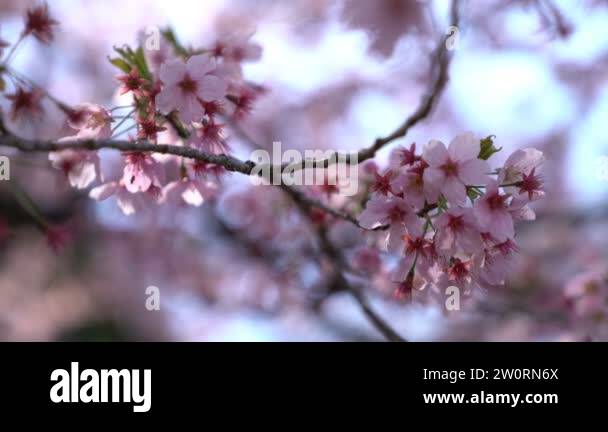 4k b-roll cinematic footage of Tokyo National Park during spring cherry ...