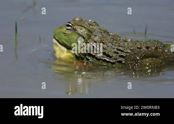 African bullfrog breeding Stock Videos & Footage - HD and 4K Video ...