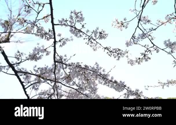 4k b-roll cinematic footage of Tokyo National Park during spring cherry ...