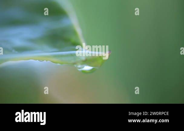 Water drop falling from leaf Stock Videos & Footage - HD and 4K Video ...