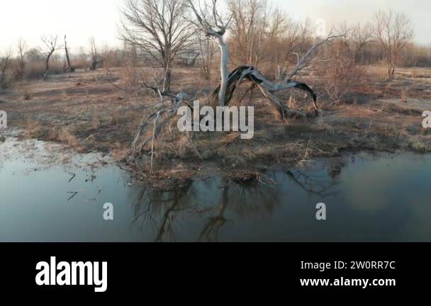 Trunk erosion Stock Videos & Footage - HD and 4K Video Clips - Alamy