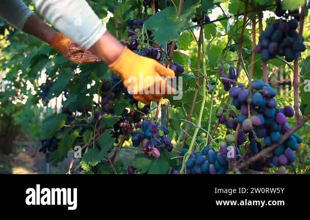 Farmer checking crop of grapes on ecological farm. Woman examining blue ...