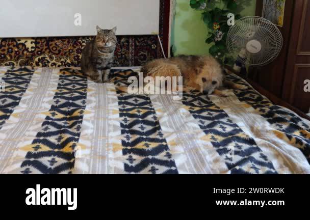 Lovable pets Stock Videos & Footage - HD and 4K Video Clips - Alamy